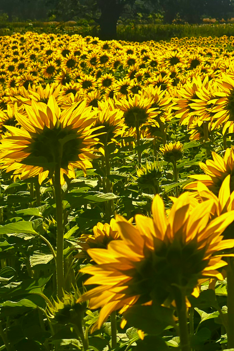 What's On - Rugby Art Gallery & Museum - Rugby Borough Council